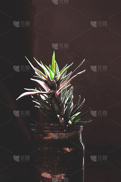 一种绿色多肉植物放在一个透明的罐子里背景是黑色的顶部有光