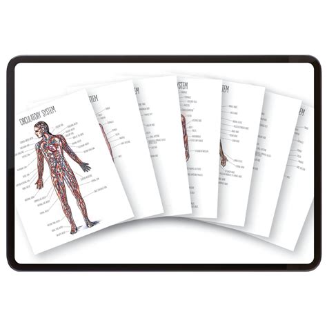Human Body Digital Posters In Watercolor Gather Round Homeschool