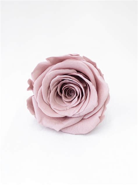 Троянда стабілізована пудрова купити в Україні за низькою ціною • Dfb Elements