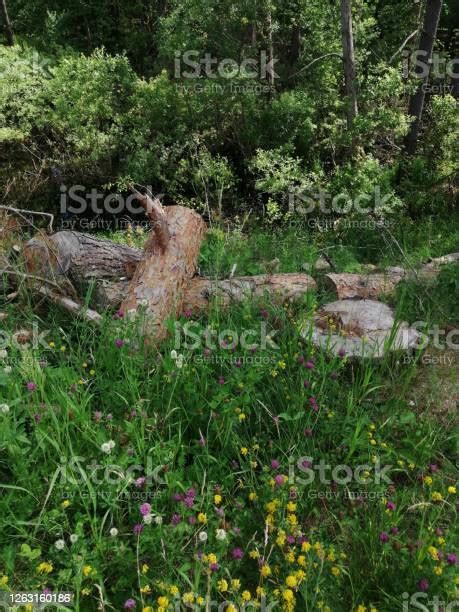 톱 나무 줄기 나무는 숲에서 그루터기로 절단되었다 톱에 놓인 소나무의 장작이 바닥에 놓여 있습니다 0명에 대한 스톡 사진 및 기타 이미지 Istock