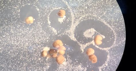 Xenobots Cell Based Living Robots That Can Self Replicate Ntd