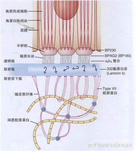皮肤病犬猫皮肤病之皮肤生理学 知乎