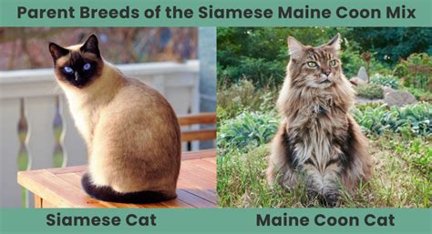 Siamese Maine Coon Mix Info Pictures Care And Traits Catster