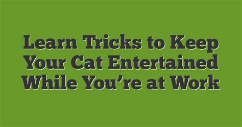 Learn Tricks To Keep Your Cat Entertained While Youre At Work