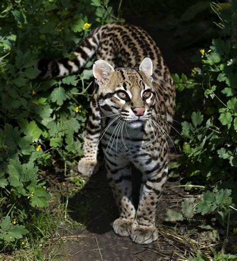 Ocelot Ii Exotic Cats Small Wild Cats Wild Cats