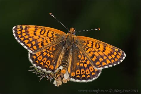 Melitaea Cinxia Pictures Glanville Fritillary Images Nature Wildlife Photos Naturephoto