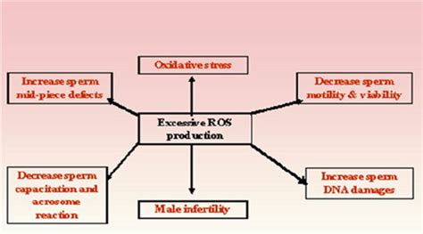 Effects Of Excessive ROS Production Download Scientific Diagram
