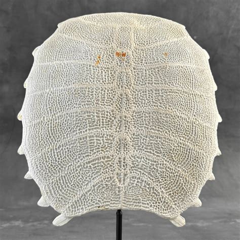 No Reserve Price Chinese Softshell Turtle Carapace With Custom Stand Bone Pelodiscus