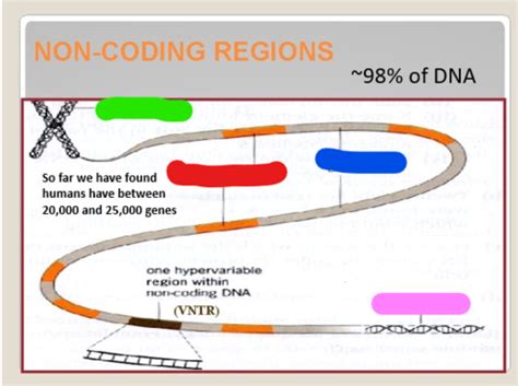 Bio 130 Lec 4 Dna Replication And Biotech Flashcards Quizlet