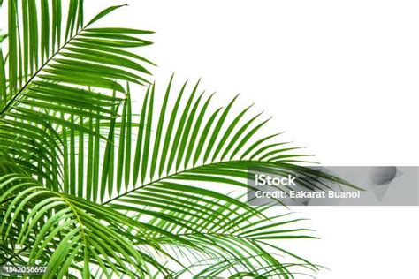 개념 텍스처잎 추상녹색 자연 배경 열대 잎 코코넛 고립 된 흰색 배경 0명에 대한 스톡 사진 및 기타 이미지 0명 곡선 관목 Istock
