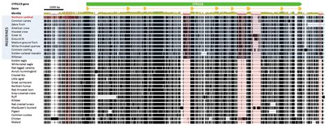 Multiple Sequence Alignment Of The Cyp2j19 Gene In Birds With Red Download Scientific Diagram