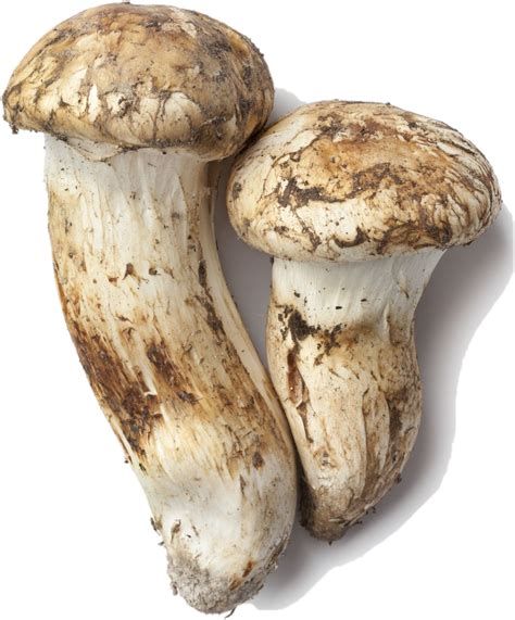 Canadian Fresh Pine Matsutake Mushrooms 1kg Basket Naturally North
