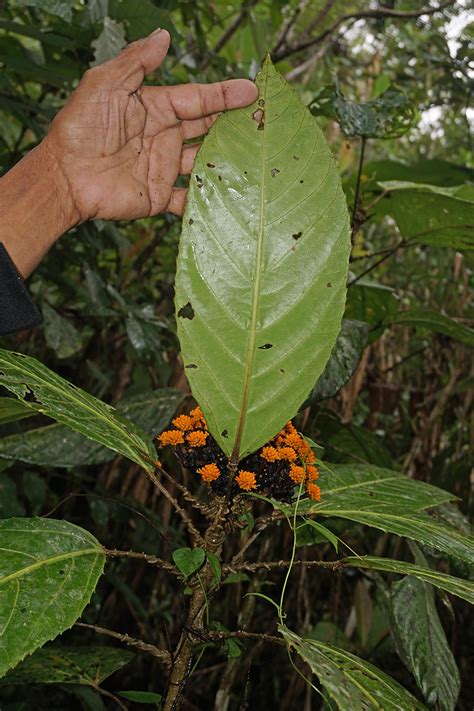 Osmoxylon Oblonolium Araliaceae