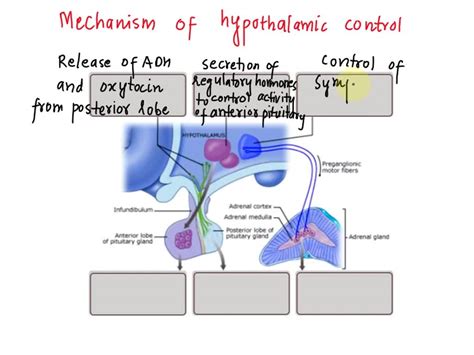 Solved Drag The Labels To Identify The Major Regions Of The Adrenal Gland Drag The Labels To