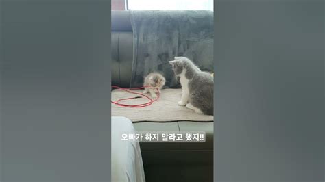 고양이브리티시 숏헤어 셀커크렉스 Youtube