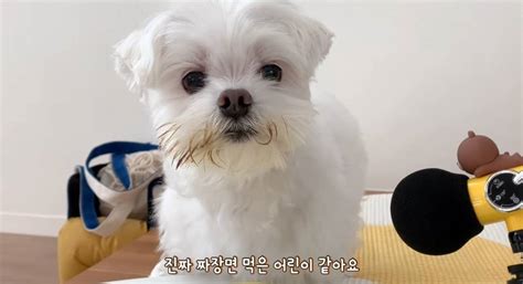 얼굴에 짜장면 묻힌 재롱이 인스티즈 instiz 이슈 카테고리
