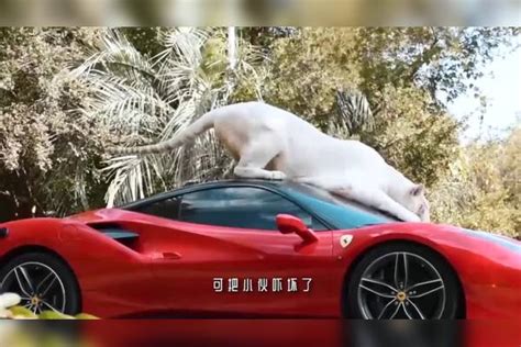 男子开发法拉利跟朋友炫耀，不料遇到碰瓷，抬头一看这次真惹不起