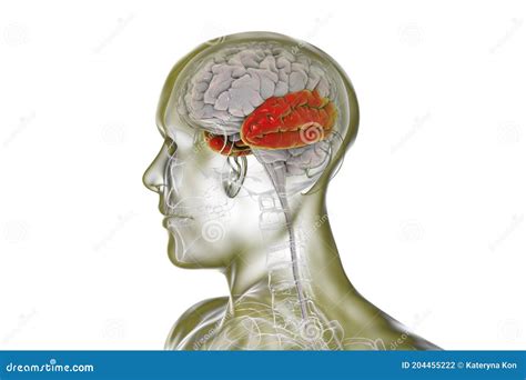 Human Brain With Highlighted Temporal Lobe Royalty Free Cartoon 204455222