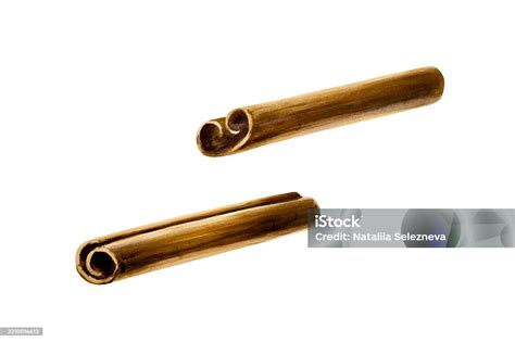 시나몬 스틱 수채화 손으로 그린 향기로운 크리스마스 향신료 그림은 투명 배경에 고립되어 있습니다 디자이너 메뉴 장식 음식 블로그 친환경 브랜딩 건강한 채식주의자 식단 가지