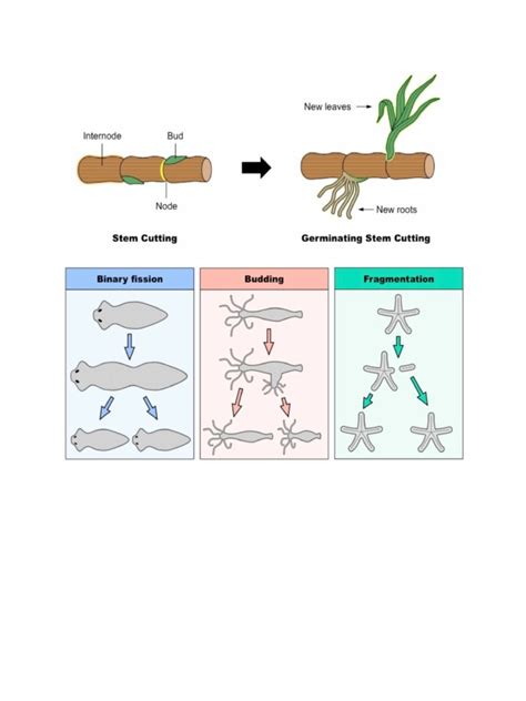 Bioninja Ib Biology Notes For Binary Fission Fragmentation And Budding
