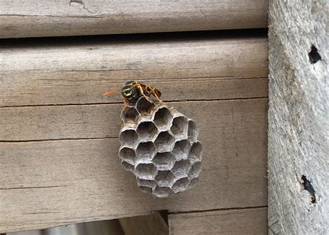 Paper Wasp Nests