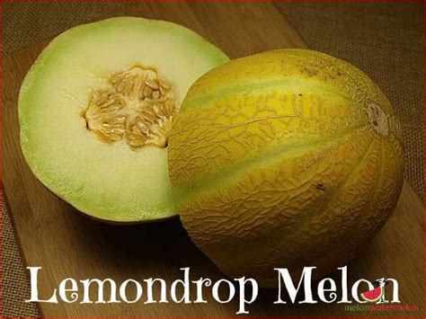 What Is A Lemon Drop Melon A Guide To This Refreshing Fruit Updated