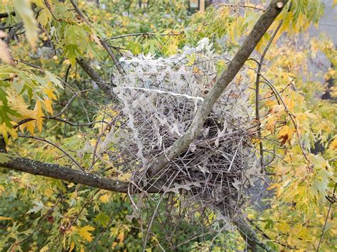 Crows And Magpies Are Using Anti Bird Spikes To Build Nests