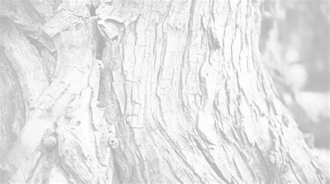 Detailed Texture Of An Ancient Tree Tree Texture Wood Pattern Brown Detailed Texture Of An Ancient Tree Tree Texture Wood Pattern Brown