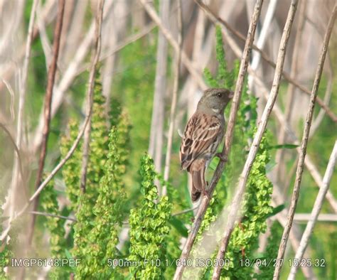 シベリアアオジ 2018 04 30 日本の野鳥識別図鑑