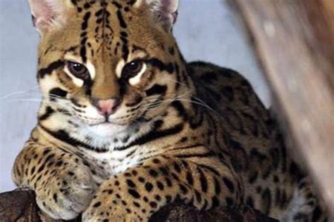 Ocelot Size How Big Are Ocelots Compared To Other Cats