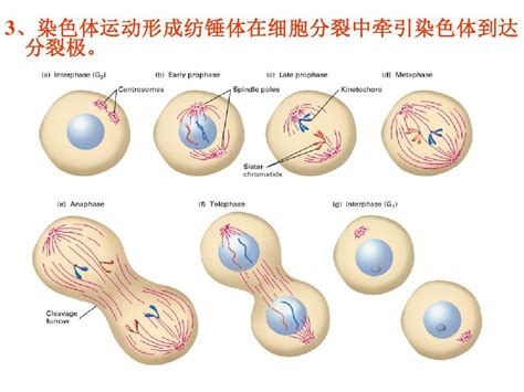 细胞生物学 微管微丝word文档在线阅读与下载免费文档