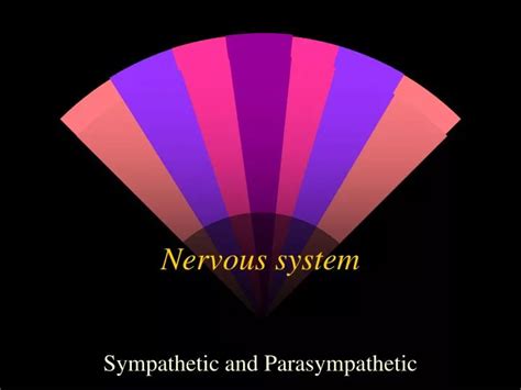 PPT Nervous System PowerPoint Presentation Free Download ID