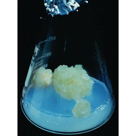 Plant Growth Substances Iaa 0 1 W W In Lanolin 100g B8a23152 Philip Harris