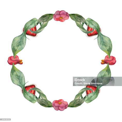 수채화 손으로 그린 일본 전통 과자 겨울 화과자와 동백이 있는 프레임 흰색 배경에 격리되어 있습니다 초대장 레스토랑 메뉴 인사말 카드 인쇄 섬유 디자인 0명에 대한 스톡