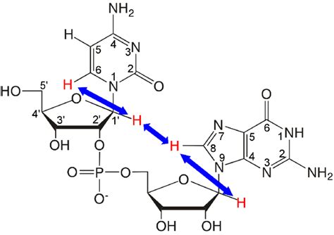 Dinucleotide Structure