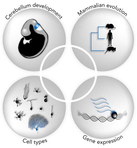 Unveiling The Role Of The Cerebellum In Human Cognitive Evolution