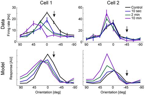 Perceptual Adaptation