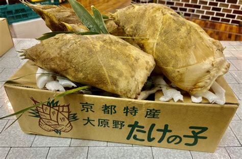 【楽天市場】【京の特上品！！】京都大原野産 朝堀り 白子 筍木の芽・米ぬか・鷹の爪・筍湯がき方とお料理レシピ冊子付きたけのこ 約2kg（4～5