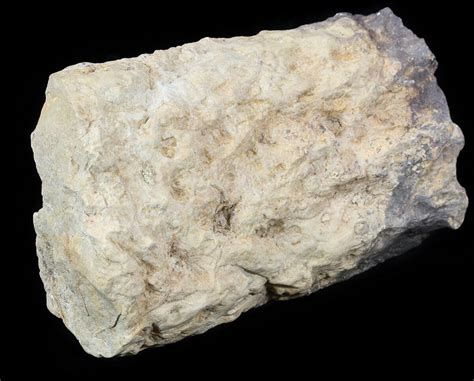 63 Fossil Lycopod Tree Root Stigmaria Oklahoma 53328 For Sale