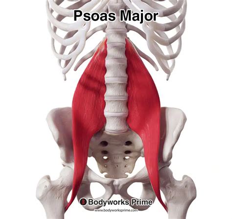 Psoas Major Muscle Anatomy Bodyworks Prime 58 OFF