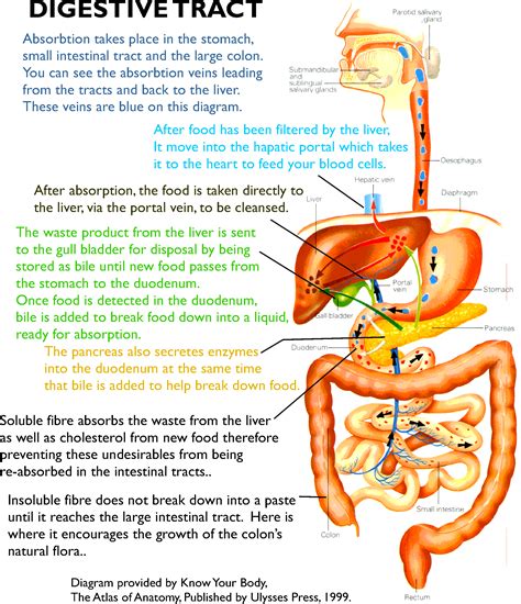 Diagram Of Digestive System And Diaphram Digestive Labelled