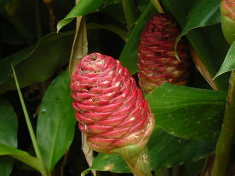 紅球薑 白桕花園 udn部落格