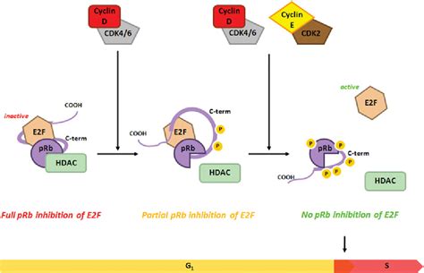 Figure 2 From Control Of Cell Cycle Progression By Phosphorylation Of Cyclin Dependent Kinase