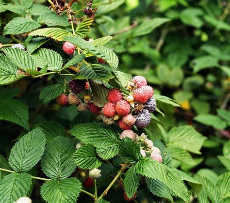 Raspberries On A Tree Rubus Idaeus Raspberry Raspberry P Flickr