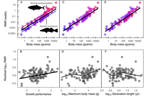 Relationships Between Resting Metabolic Rate RMR Measurement Body Download Scientific