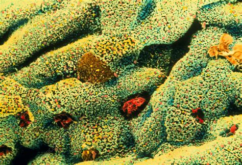 Colour Sem Of Goblet Cells On Large Intestine Wall Stock Image P560 0061 Science Photo Library