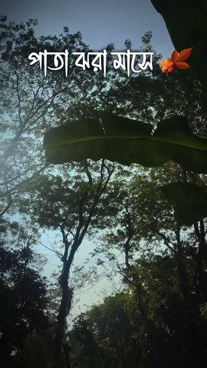 ডিসেম্বর পাতা ঝরা মাস Youtube Tea Youtuber Foryou Viralvideo Youtubeshort Youtube