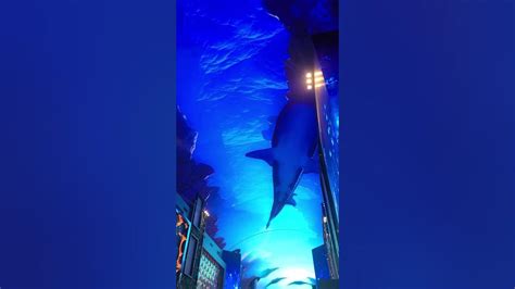 인스파이어리조트호텔 Youtube