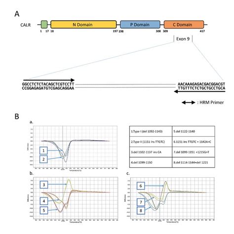 A Schematic View Of Calr Gene And The Hrm Primer Sets At Exon 9 B The Download Scientific