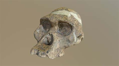 Australopithecus Africanus Skull Mrs Ples Download Free 3d Model By Antoine Dresen